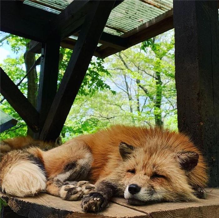 Khám phá ngôi làng cáo Zao Kitsune, điểm đến độc đáo của Nhật Bản ...